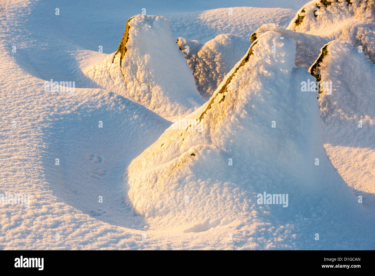 Hoare frost on rocks on the summit plateau of Helvellyn at sunset, Lake ...