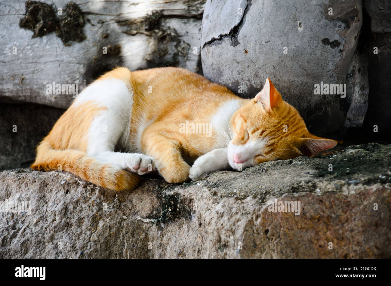 Rest relaxation sleeping cat cat hi-res stock photography and images ...