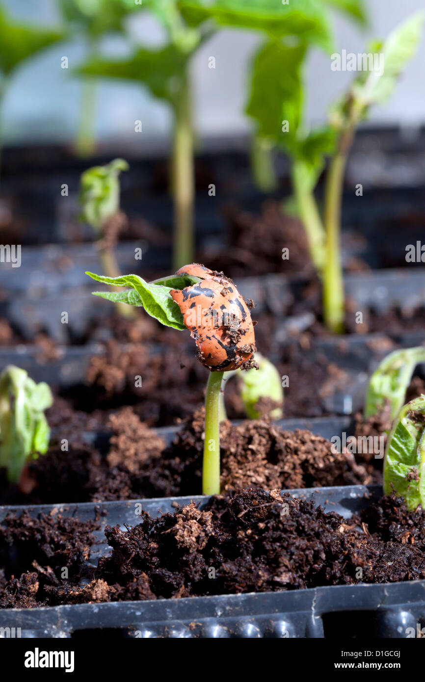 Young runner bean plant germinating in a tray with others Stock Photo ...