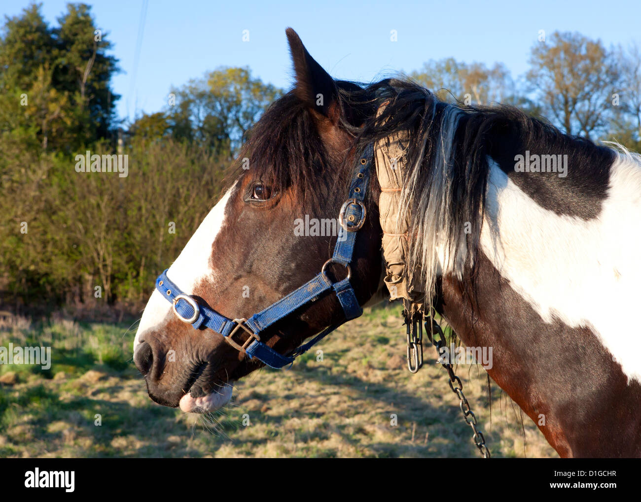 Tethered horses hi-res stock photography and images - Alamy