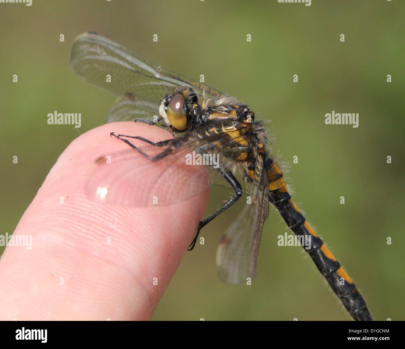 Close-up macro image of a female Ruby Whiteface (a.k.a. Northern White ...