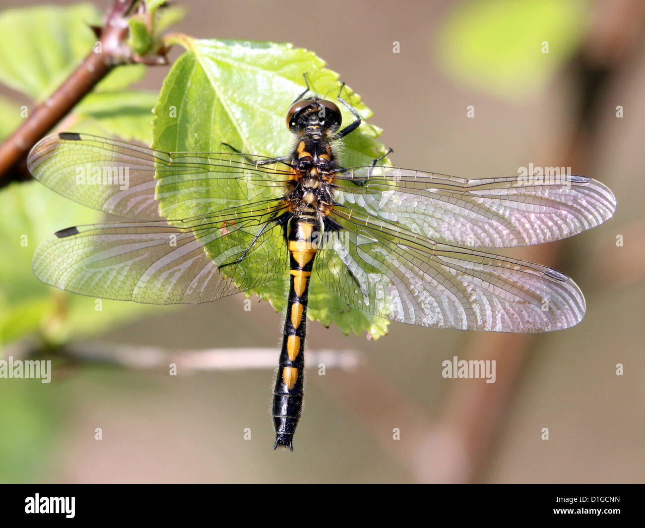 Close-up macro image of a female Ruby Whiteface (a.k.a. Northern White ...