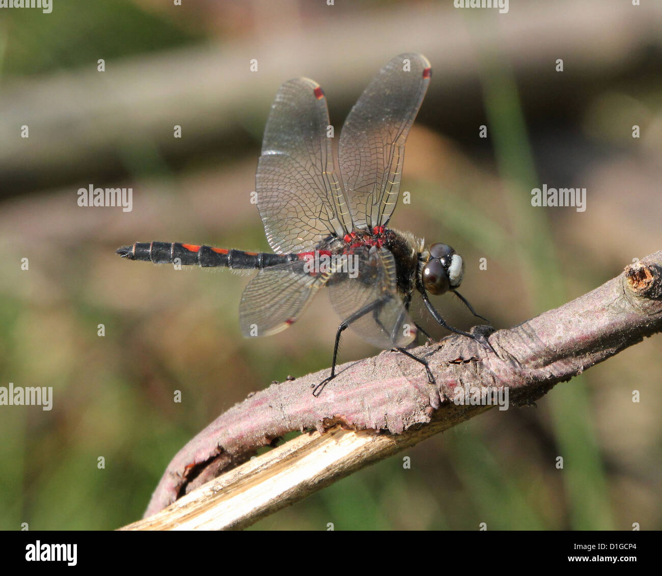 Close-up macro image of a male Ruby Whiteface (a.k.a. Northern White ...