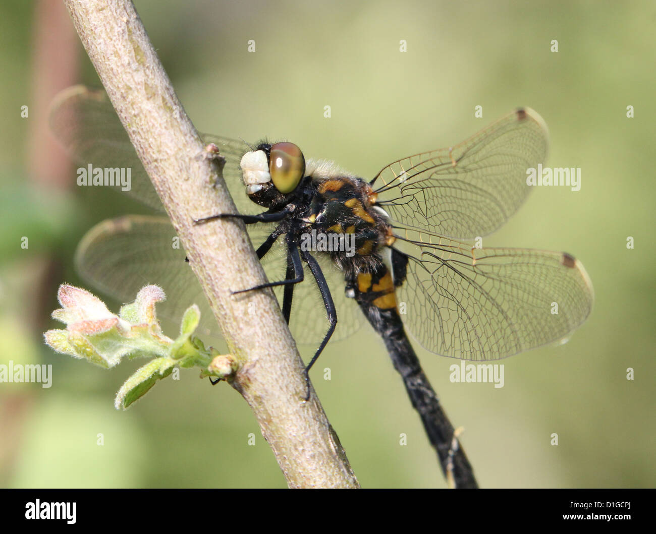 Close-up macro image of a female Ruby Whiteface (a.k.a. Northern White ...
