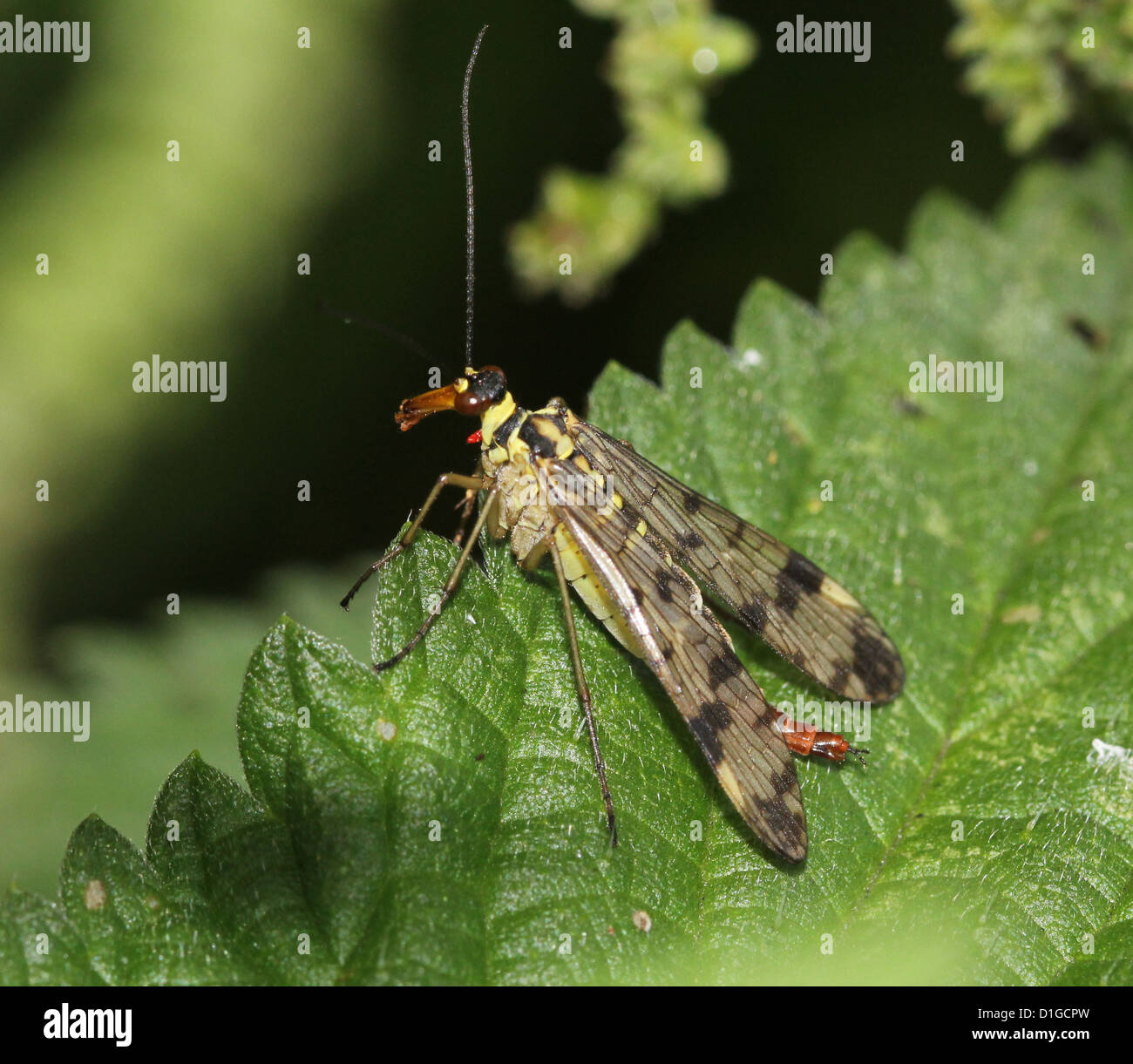Female common scorpionfly hi-res stock photography and images - Alamy