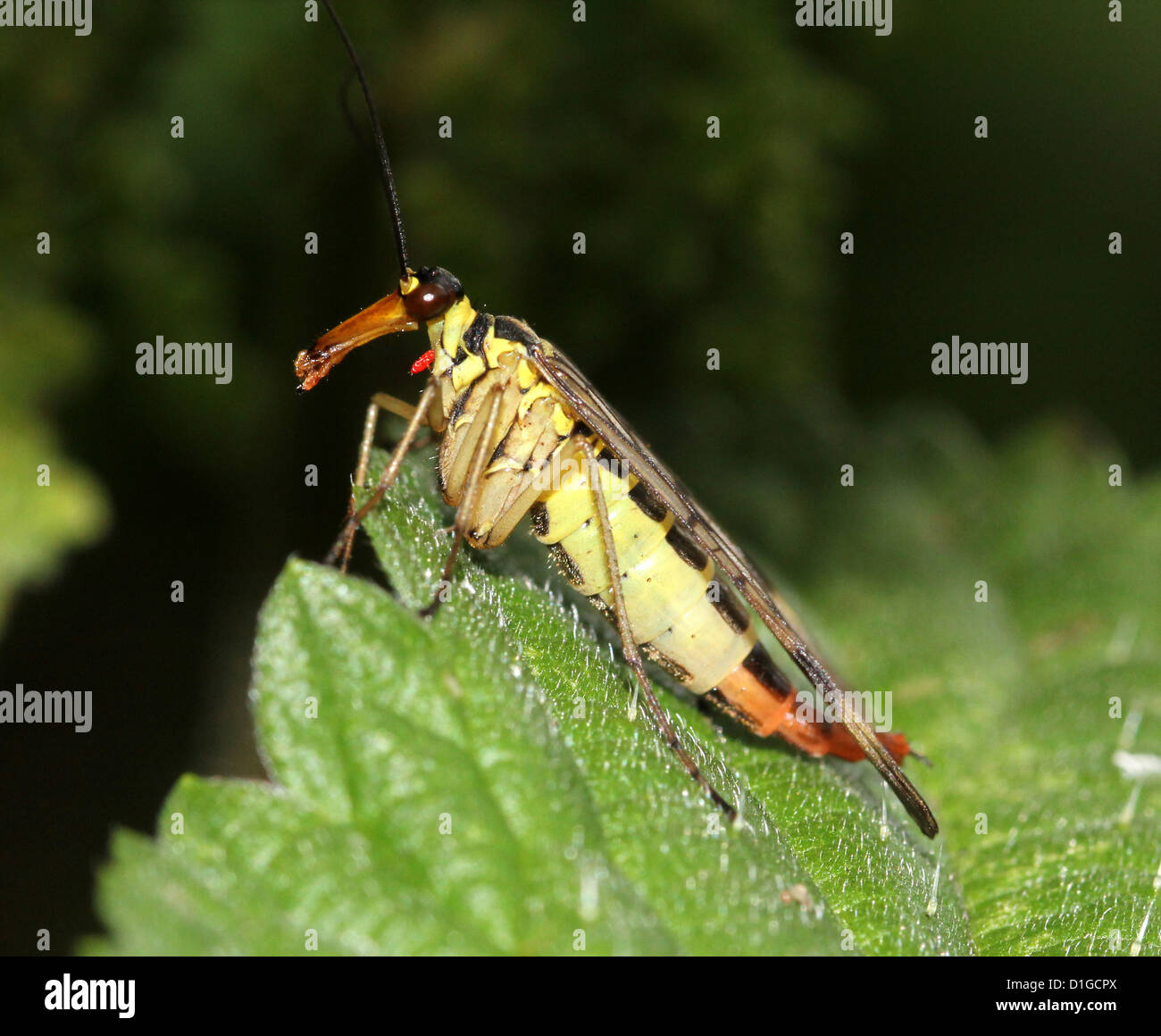 Close-up of a female common scorpionfly ( Panorpa communis) seen in ...