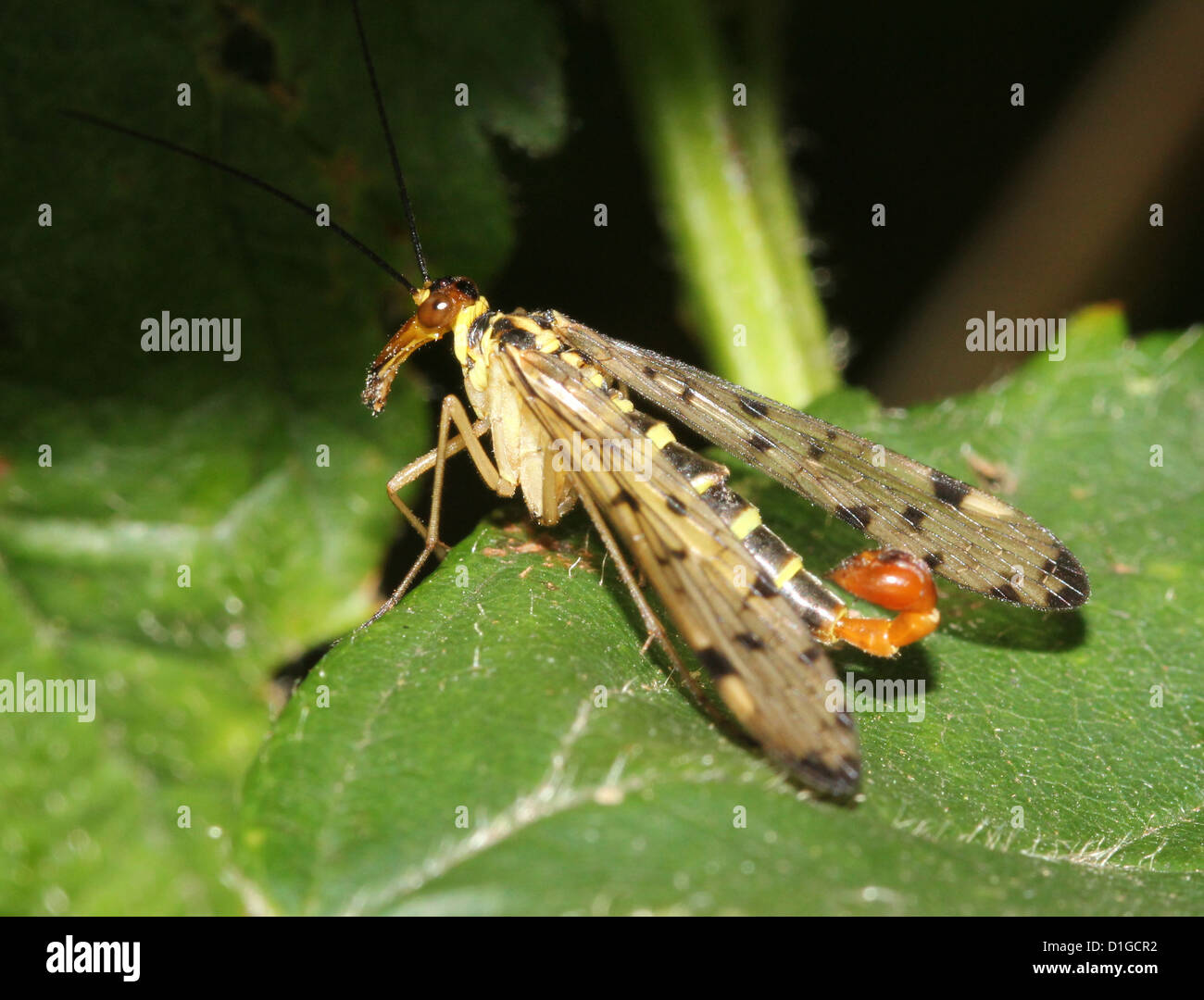 Close-up of a male common scorpionfly ( Panorpa communis) with its ...