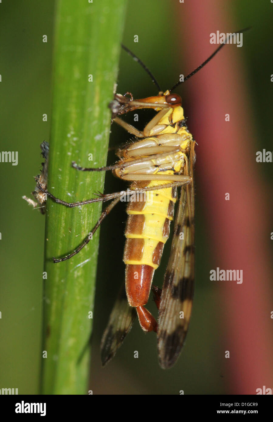 Close-up of a female common scorpionfly ( Panorpa communis Stock Photo ...