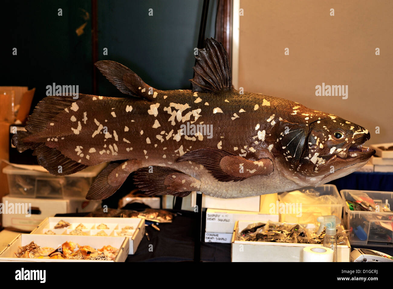 Living fossil Indonesian coelacant (Latimeria menadoensis ...
