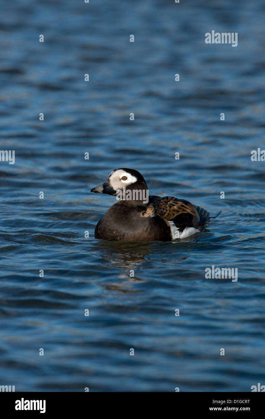 Long-tailed Duck adult male in summer breeding plumage portrait Stock ...