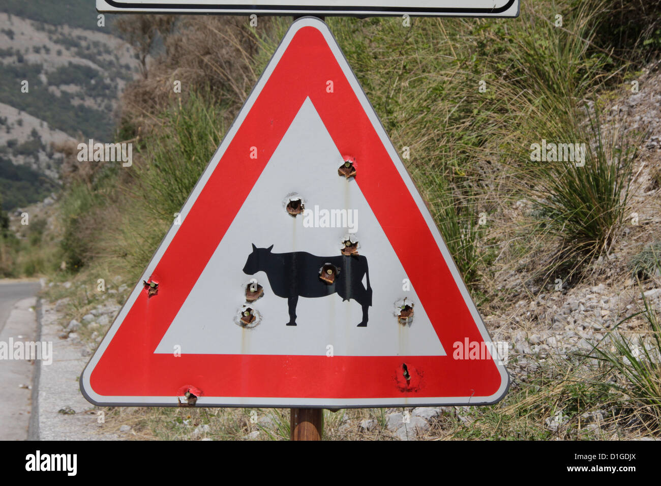 beware of cattle on road traffic sign with bullet holes in the ...