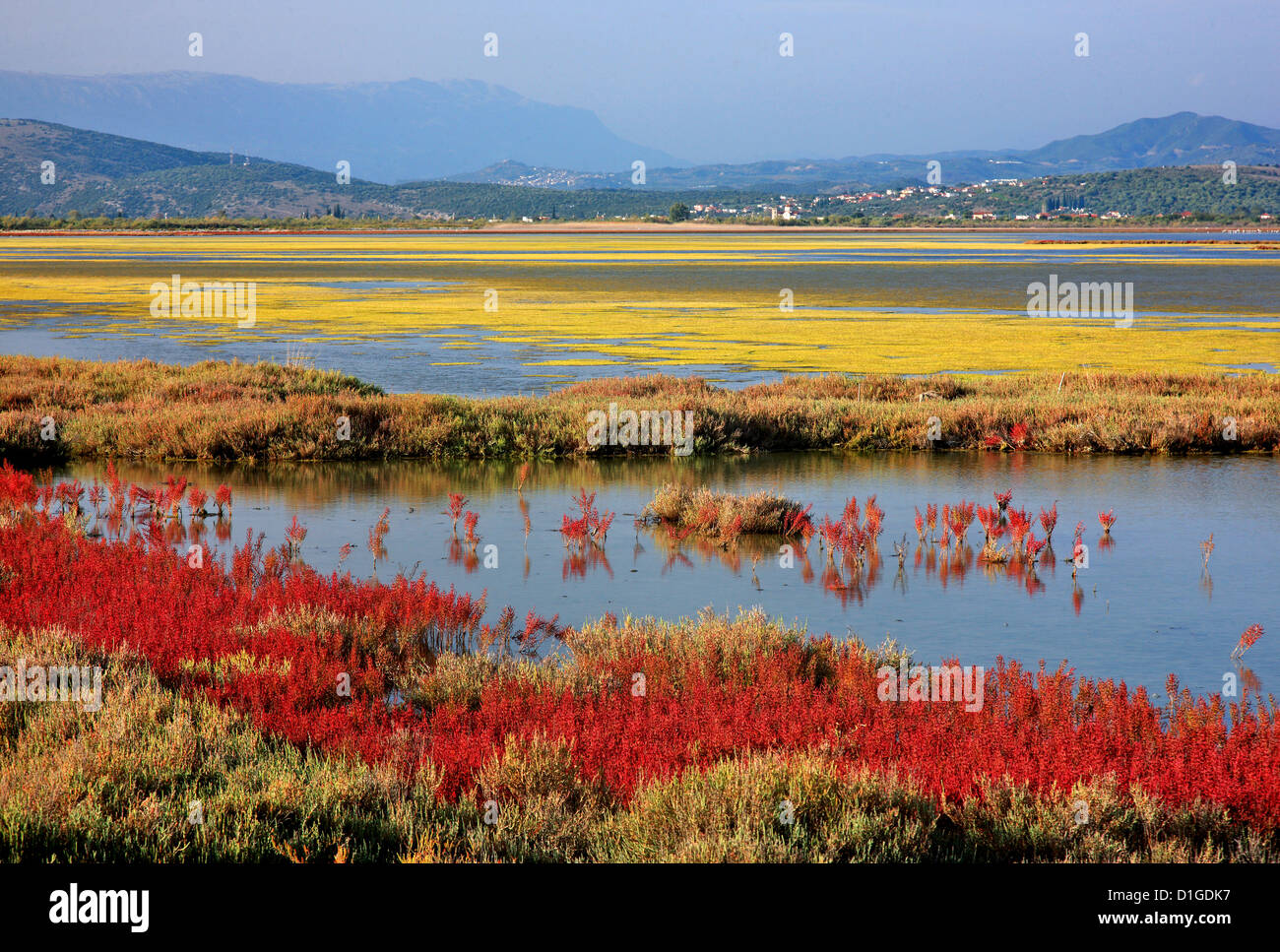 The wetland of Kommeno, Ambracian ("Amvrakikos") gulf, Arta, Epirus ...