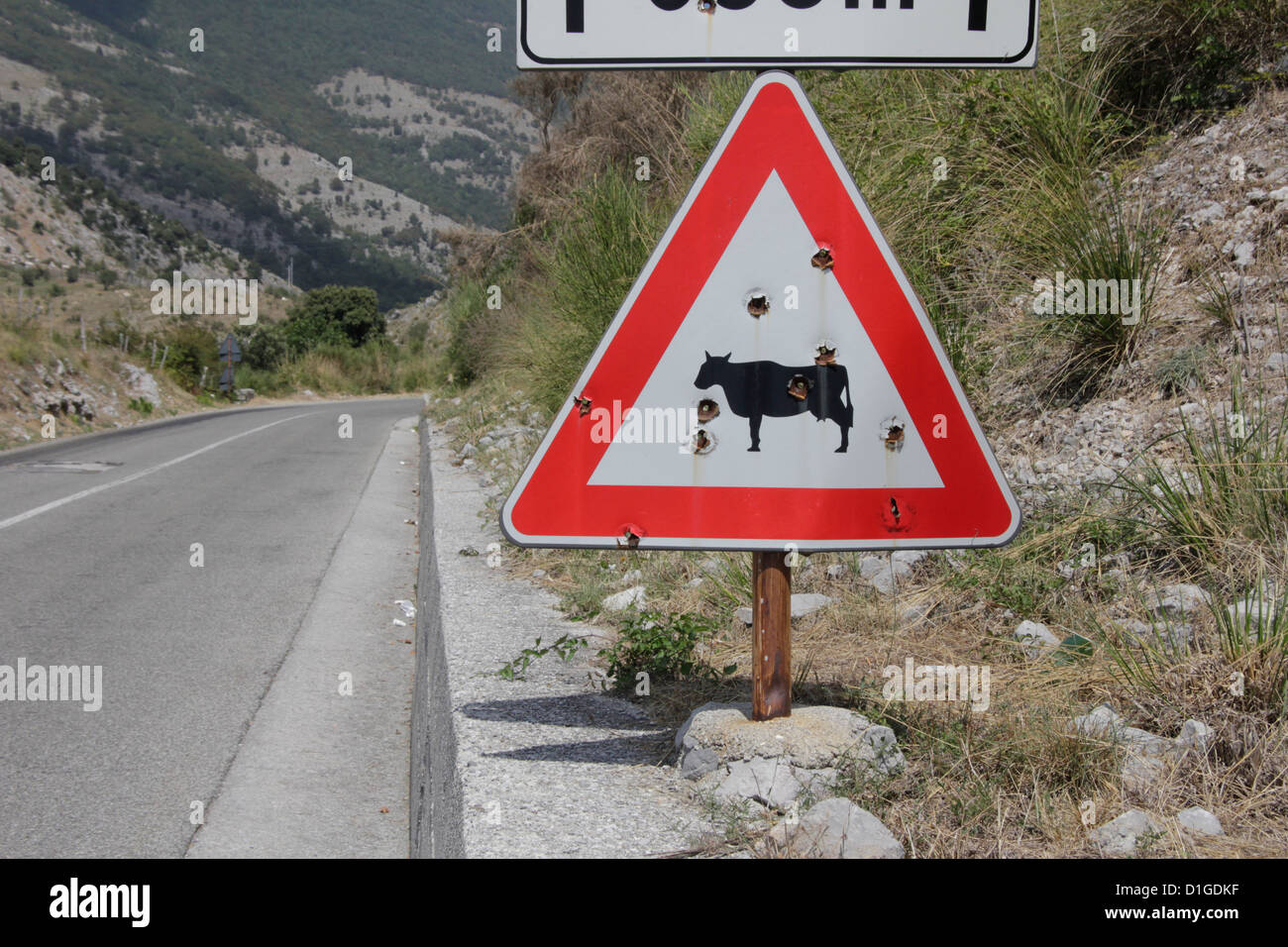 beware of cattle on road traffic sign with bullet holes in the ...