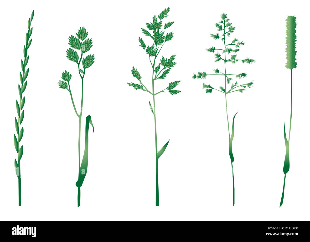 Meadow grasses summer Cut Out Stock Images & Pictures - Alamy