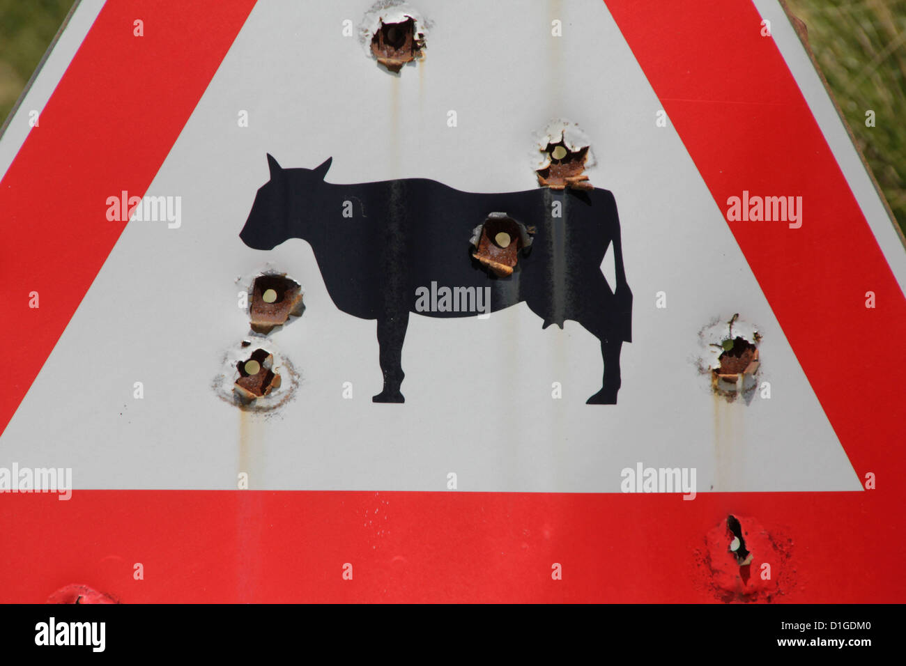 beware of cattle on road traffic sign with bullet holes in the ...