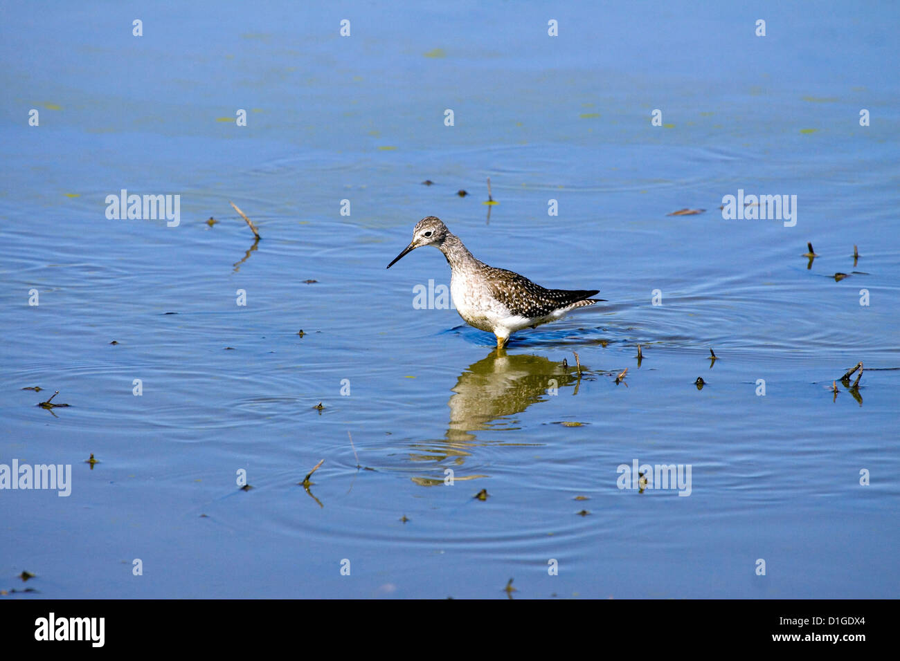Lesser yellowlegs hi-res stock photography and images - Alamy