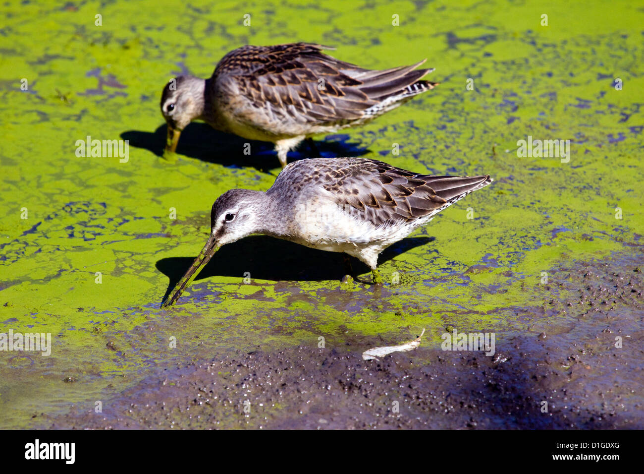Short billed Dowitcher Stock Photo - Alamy