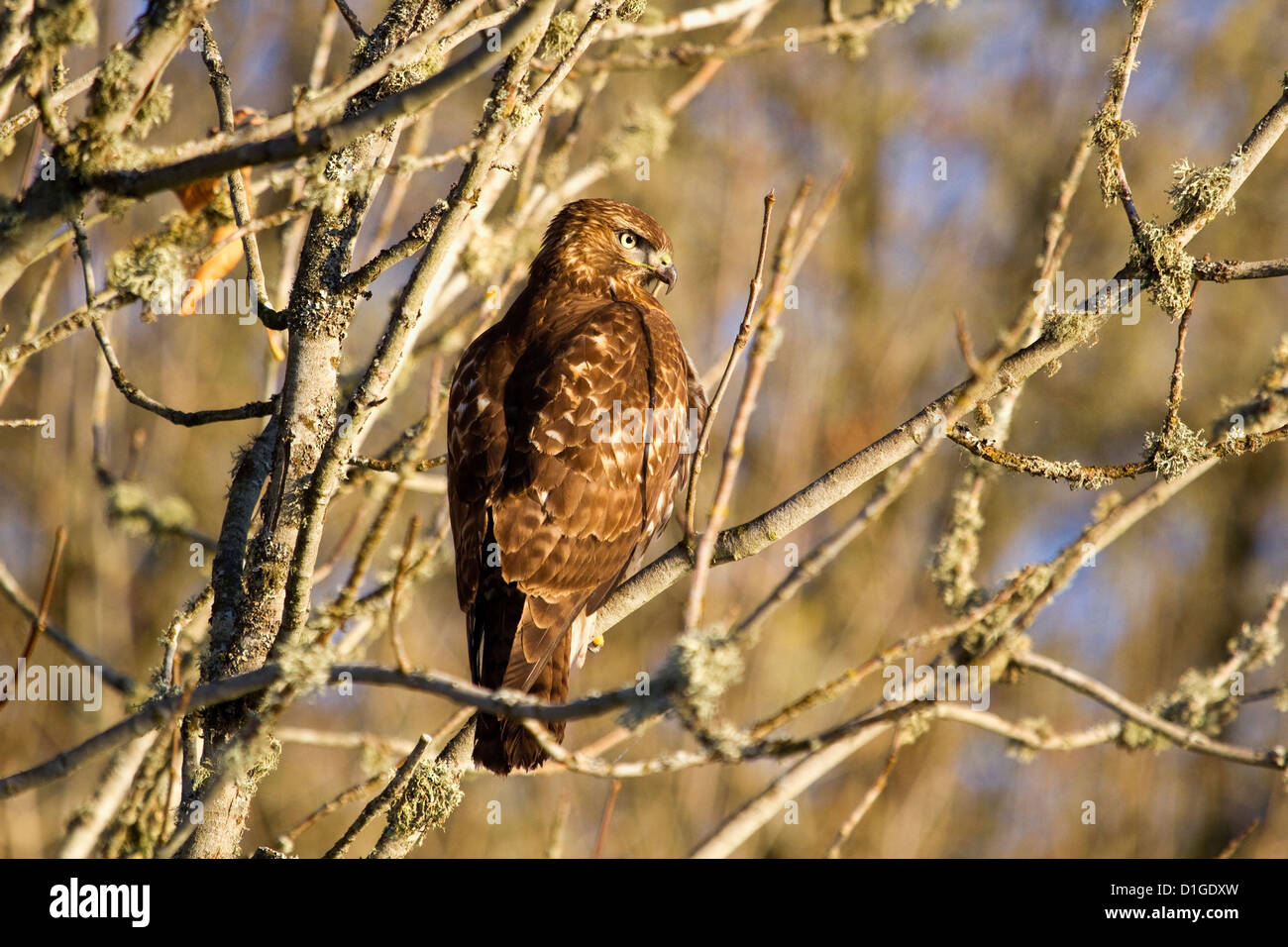 Red tailed hawk perched hi-res stock photography and images - Alamy