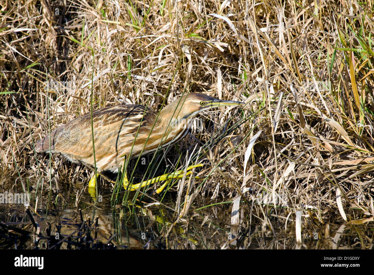American bittern hi-res stock photography and images - Alamy