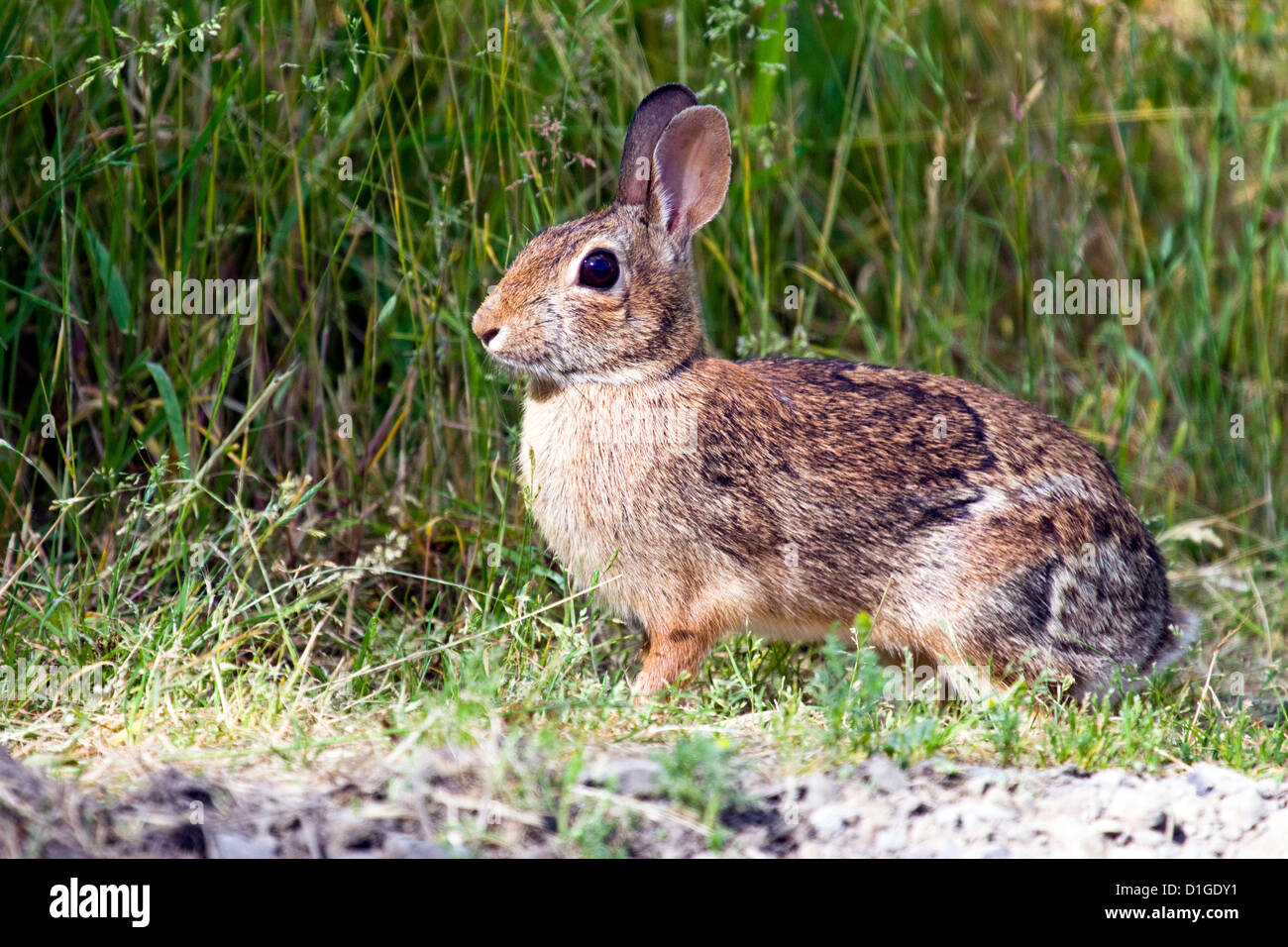 Rabbit colors hi-res stock photography and images - Alamy