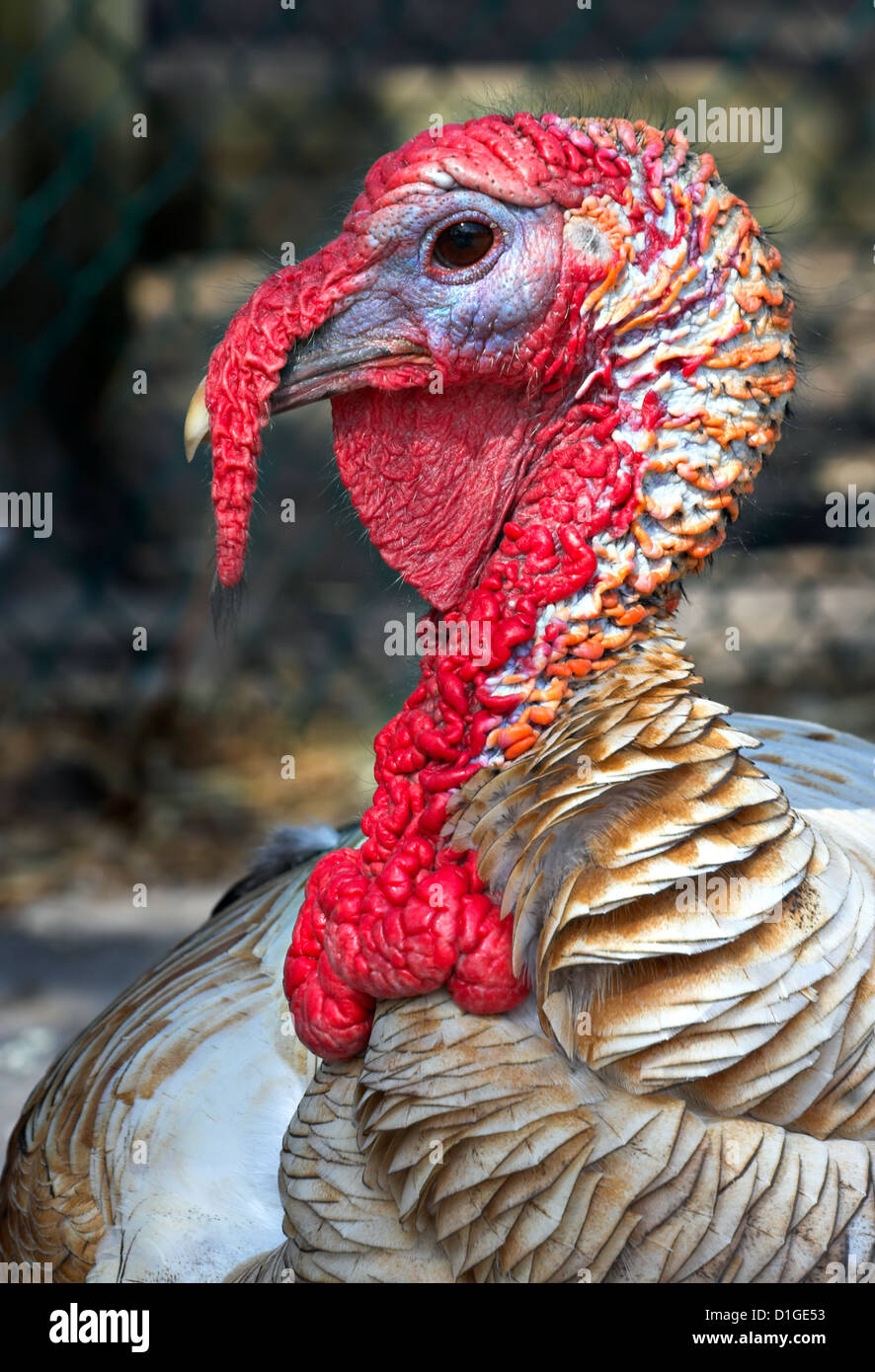 Caruncle hi-res stock photography and images - Alamy