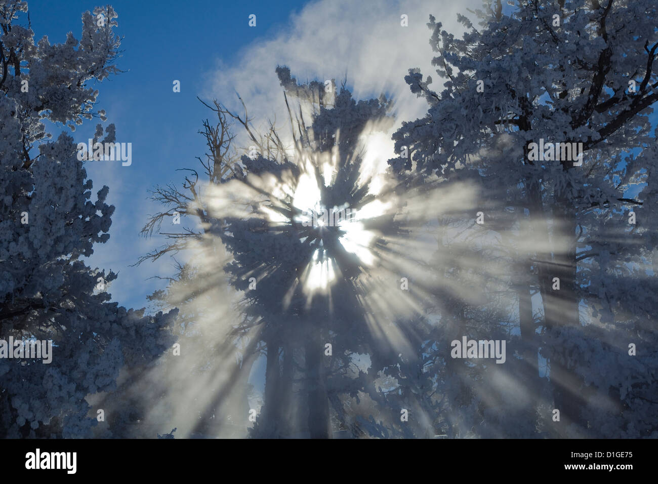 Steam in trees hi-res stock photography and images - Alamy