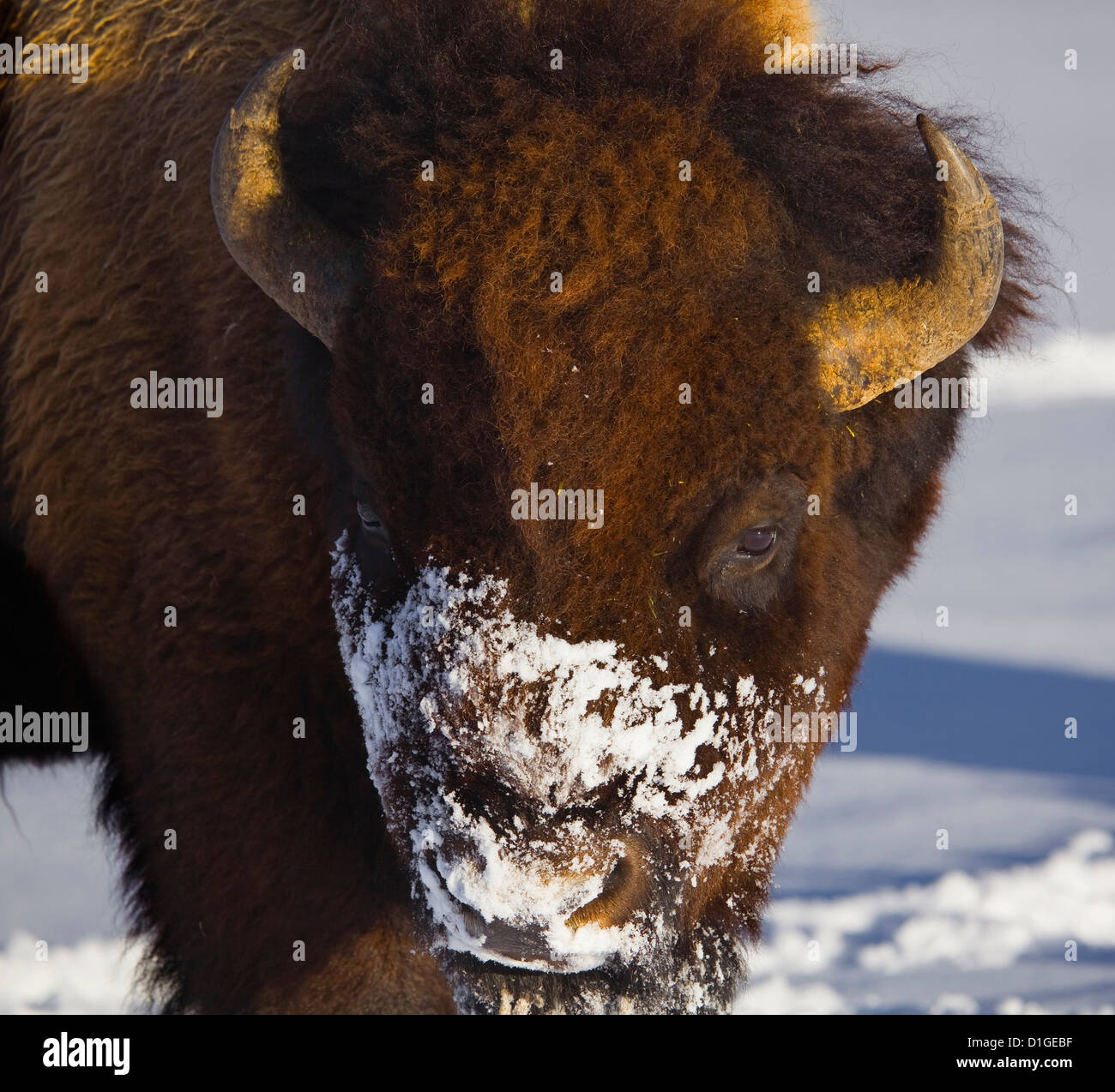 Buffalo bison bison hi-res stock photography and images - Alamy