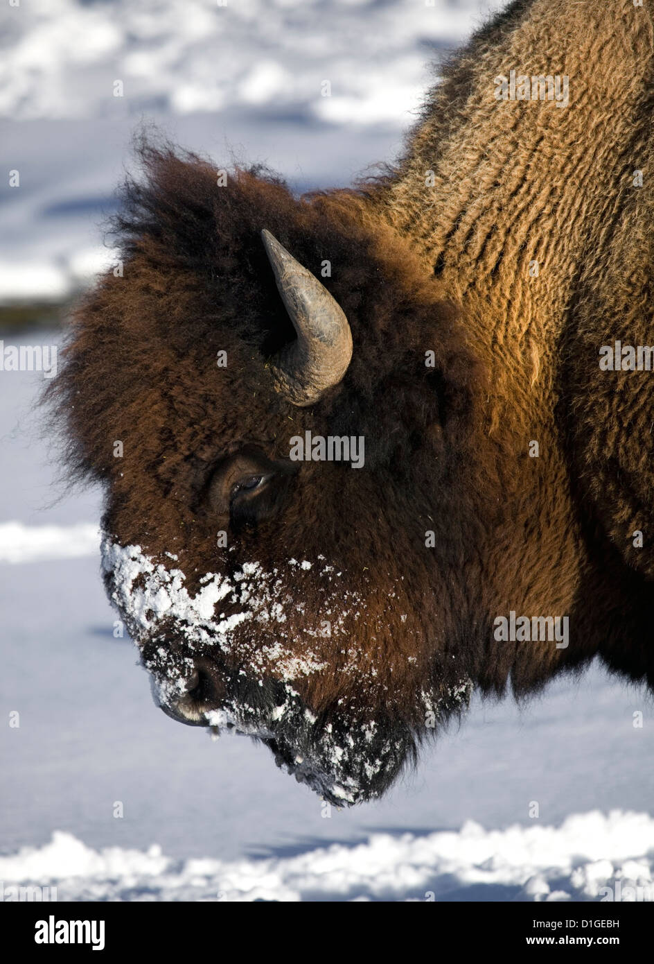 Yellowstone buffalo hi-res stock photography and images - Alamy