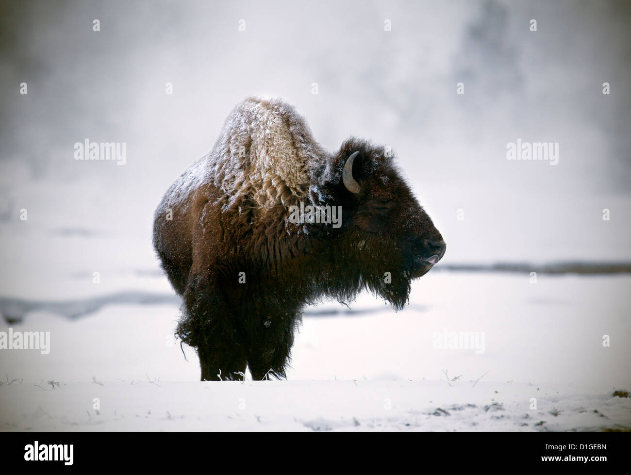 WY00151-00...WYOMING - The American Buffalo (Bison bison) in the Upper ...