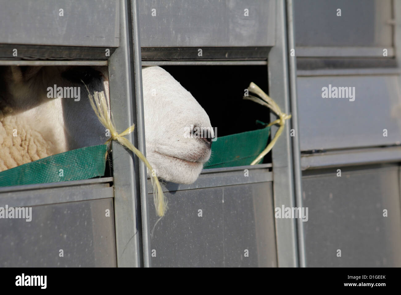 sheep inside trailer at agriculture show Stock Photo - Alamy