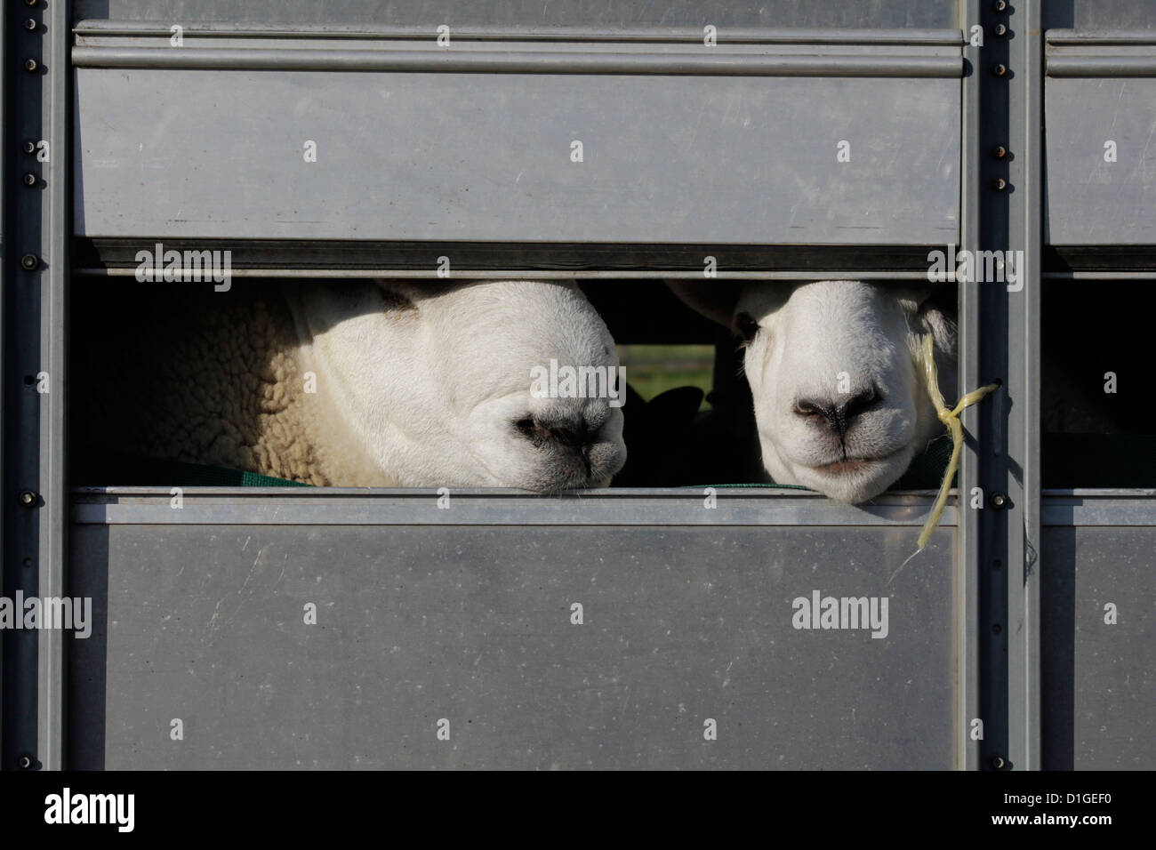 sheep inside trailer at agriculture show Stock Photo - Alamy