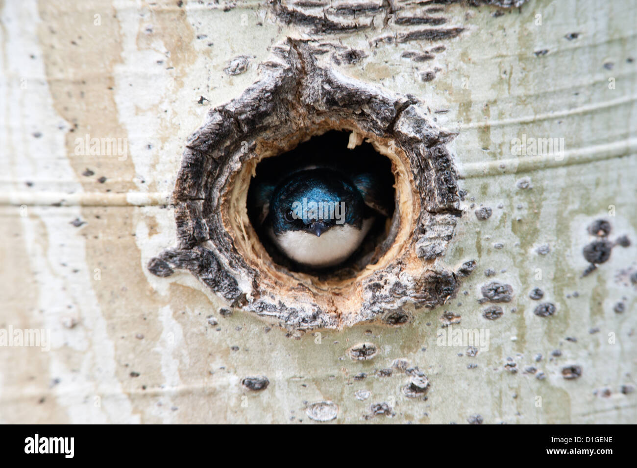 Tree Swallow looking out nest in Aspen Tree perching bird birds ...
