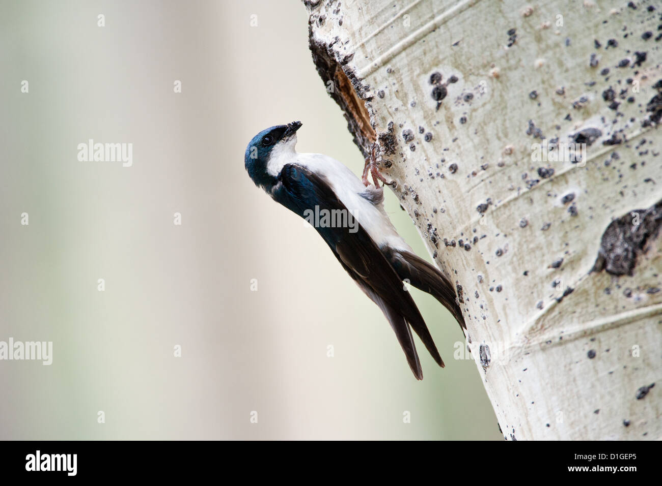 Tree Swallow at nest cavity in Aspen Tree perching bird birds songbird ...