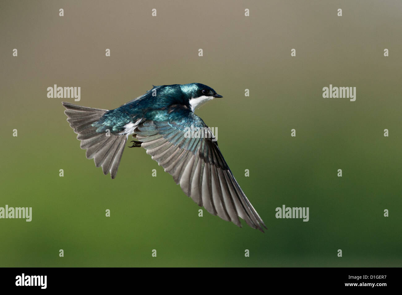 Tree Swallow in flight perching bird birds songbird songbirds ...