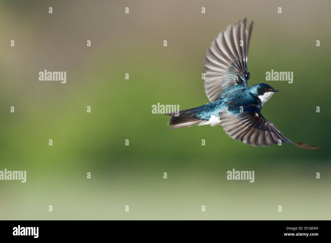 Tree Swallow in flight perching bird birds songbird songbirds ...