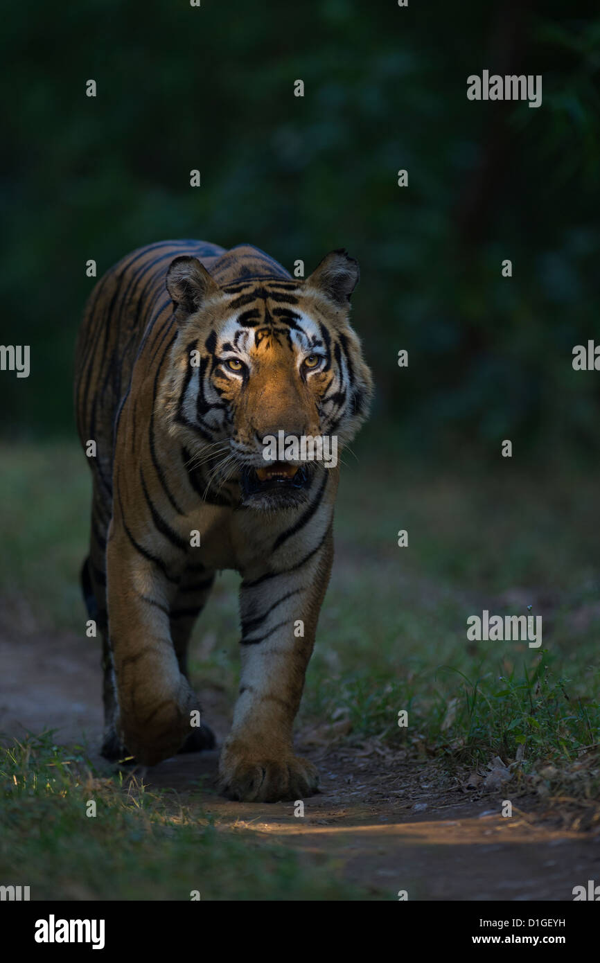 Spot-lit adult male Bengal Tiger called 'Munna' walking down a forest ...
