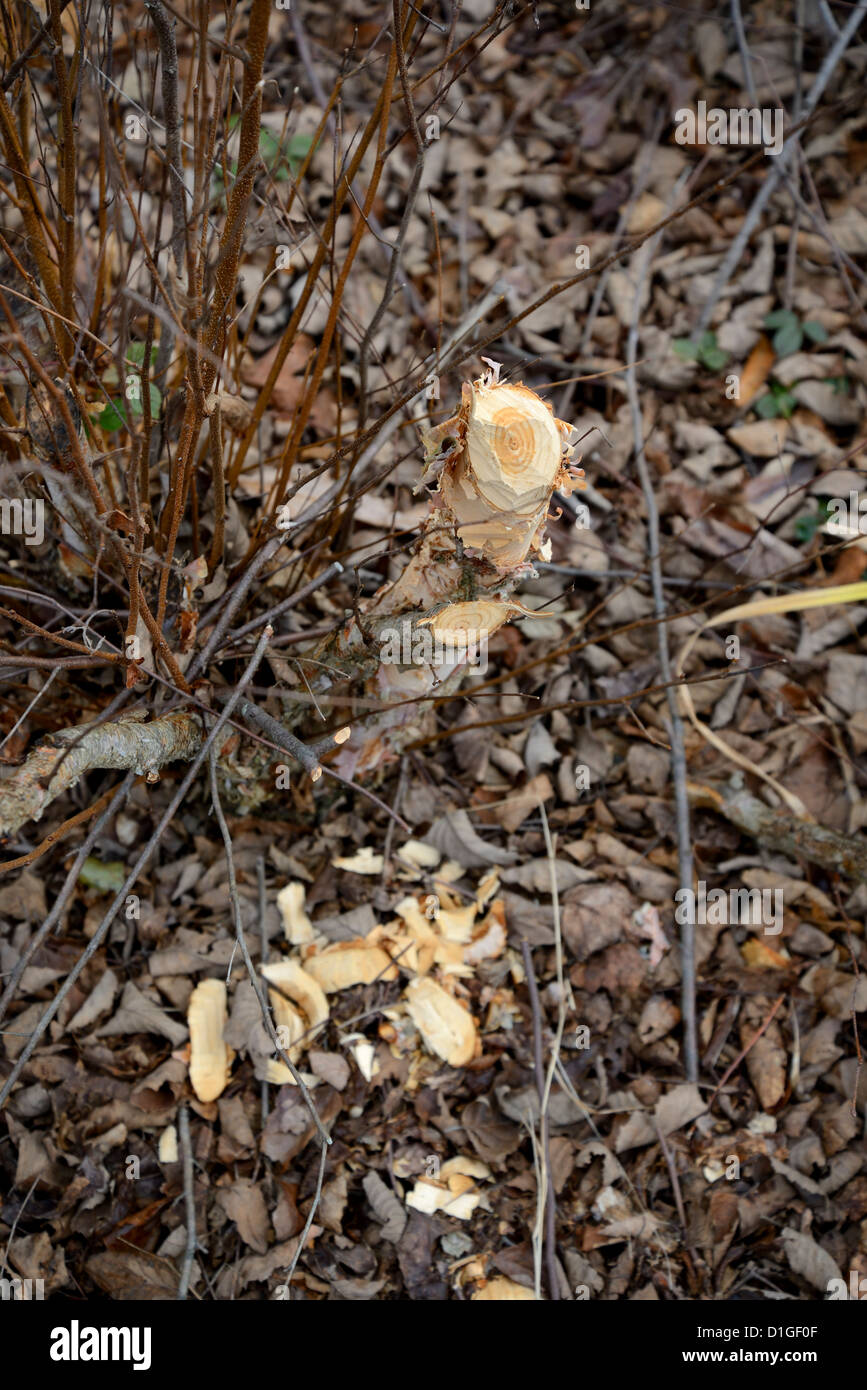 Beaver tree chew hi-res stock photography and images - Alamy