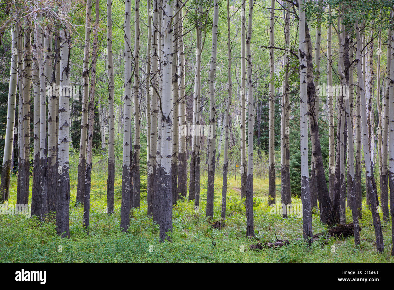Aspen trees along the Bow Valley Parkway in Banff National Park in ...