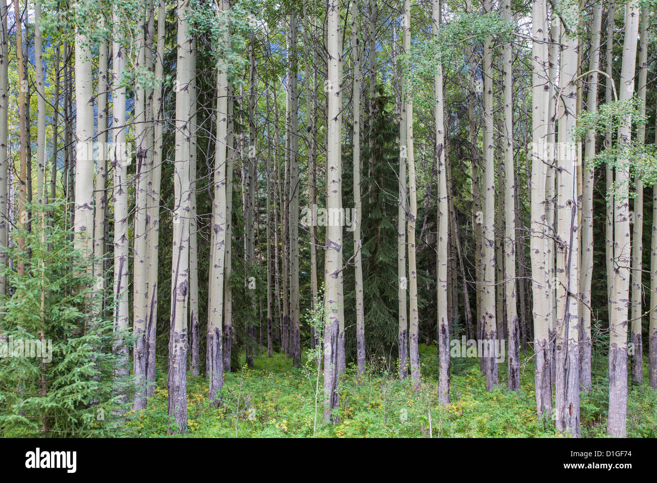 Aspen trees along the Bow Valley Parkway in Banff National Park in ...