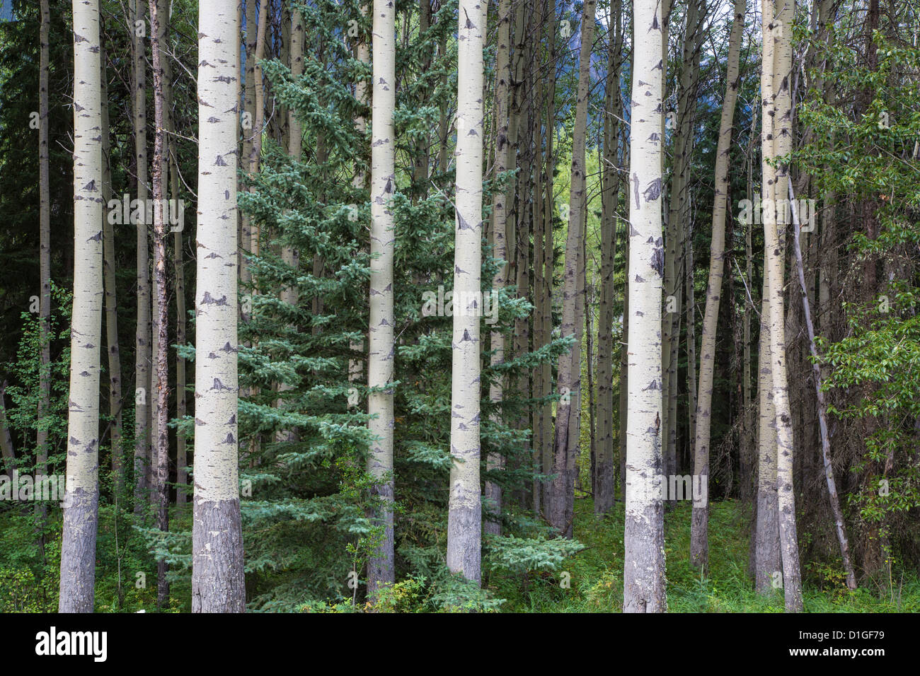 Aspen trees along the Bow Valley Parkway in Banff National Park in ...