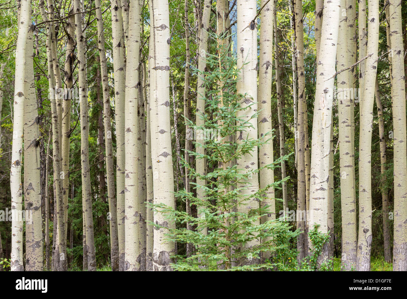 Banff trees hi-res stock photography and images - Alamy