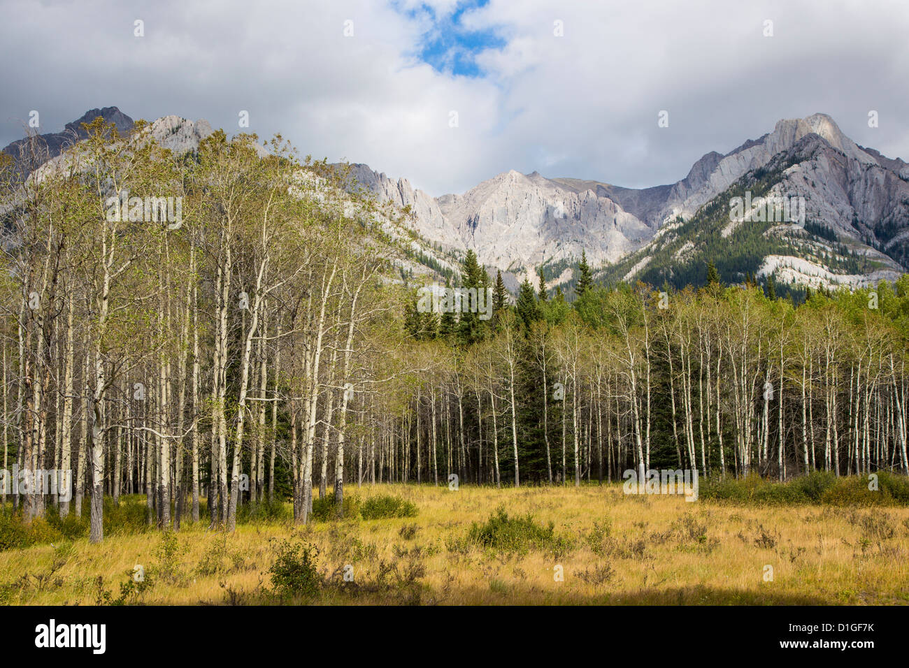 Banff trees mountains hi-res stock photography and images - Alamy