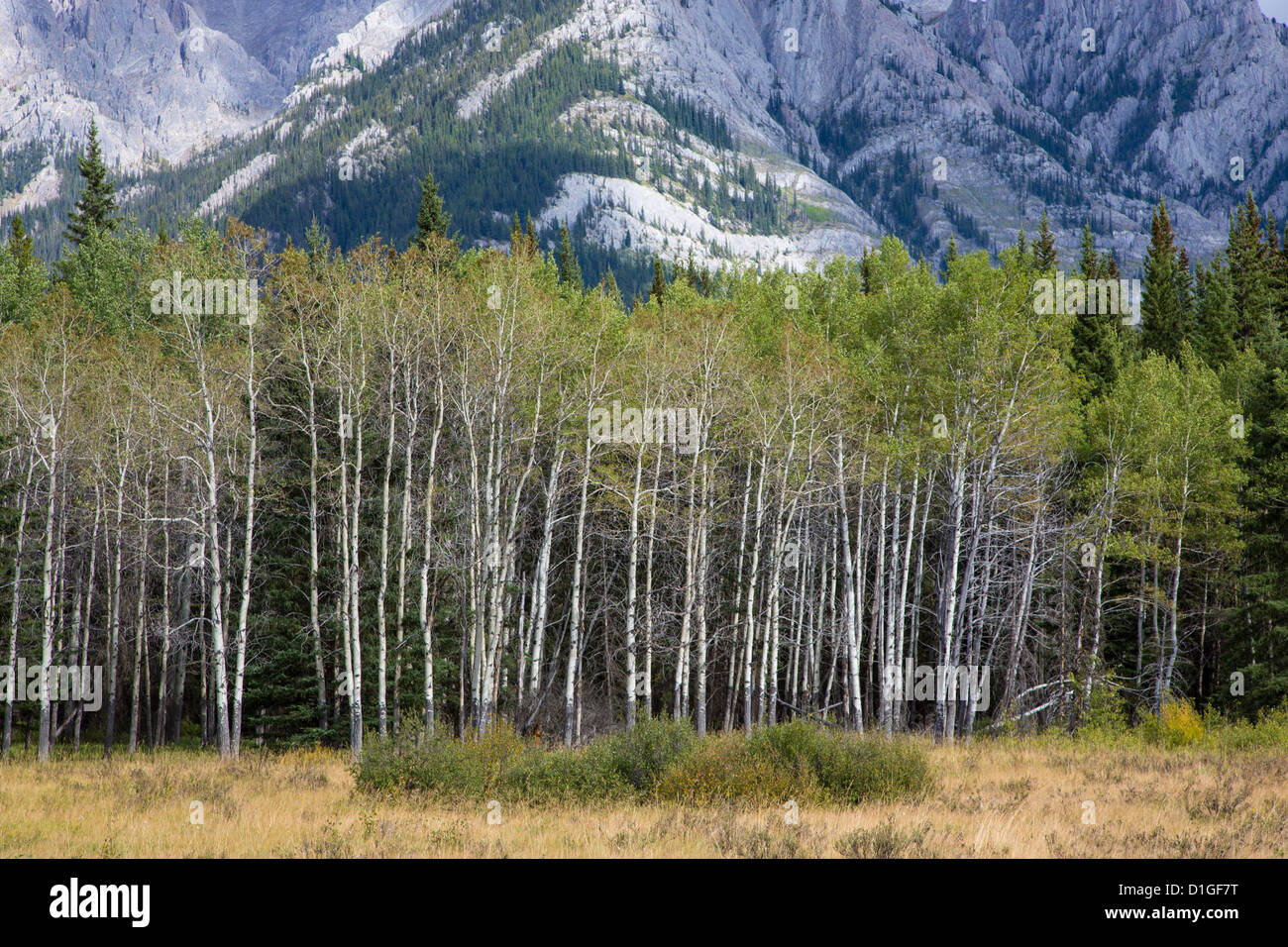 Aspen trees along the Bow Valley Parkway in Banff National Park in ...