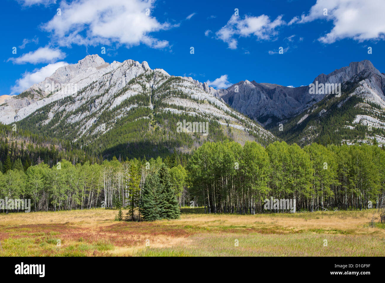 Aspen trees along the Bow Valley Parkway in Banff National Park in ...