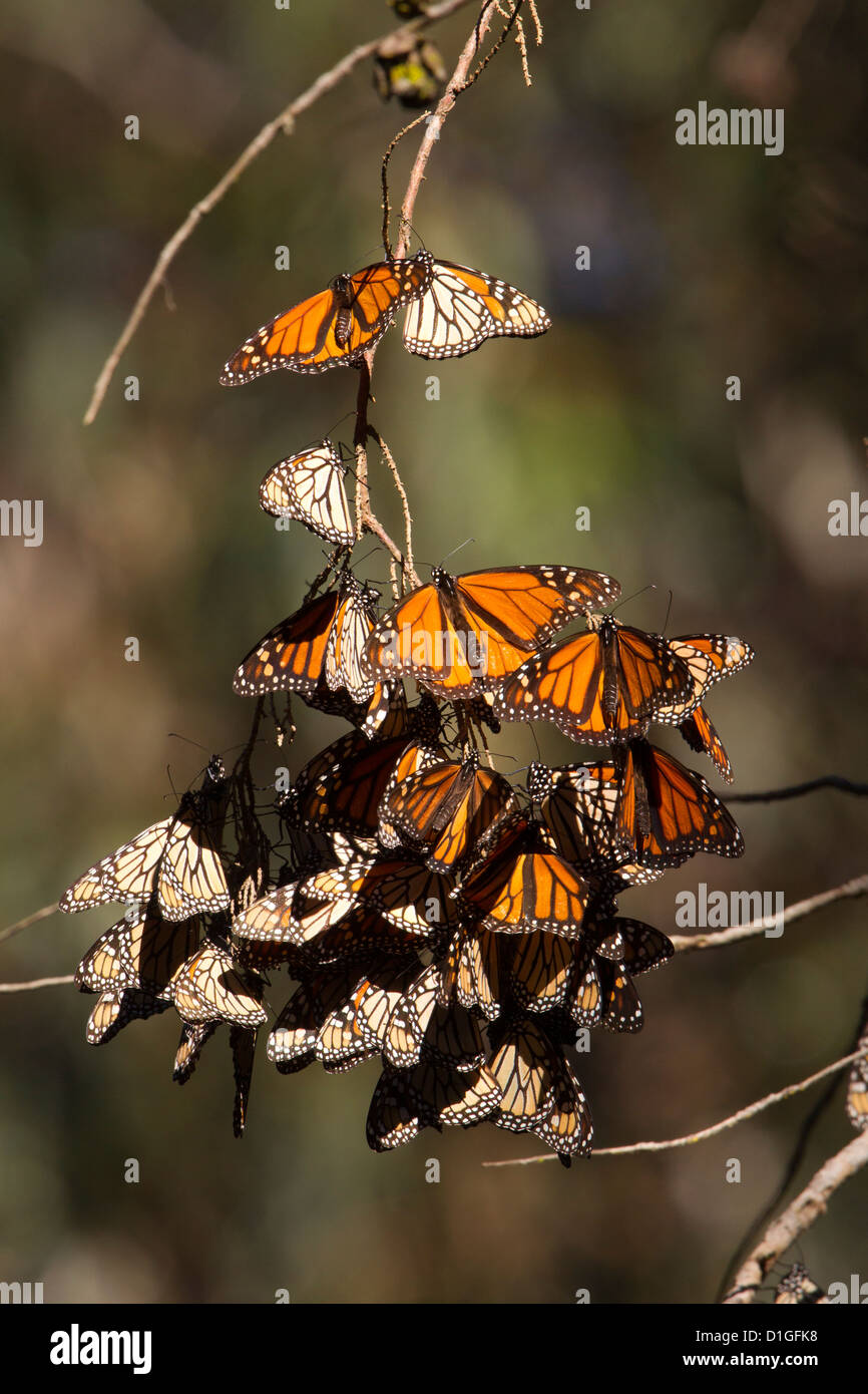 Clusters of Monarch Butterflies Stock Photo - Alamy