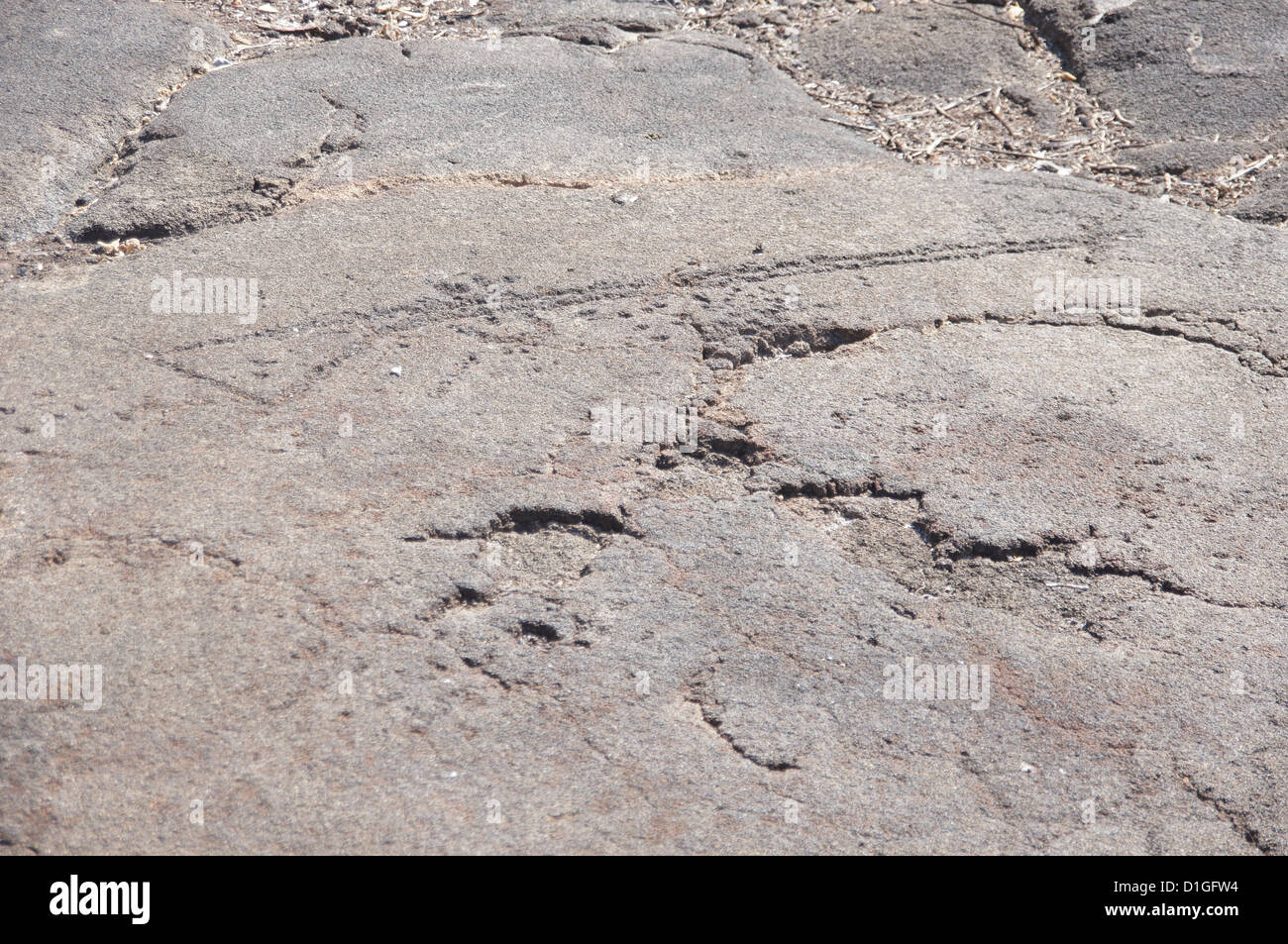 Petroglyphs, rock carvings made by ancient Hawaiians Kaloko Honokohau ...