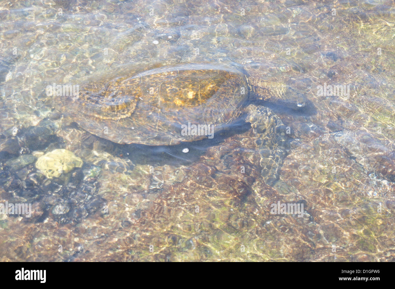 Hono, green sea turtle swimming in shallow tide pool, Kaloko Honokohau ...