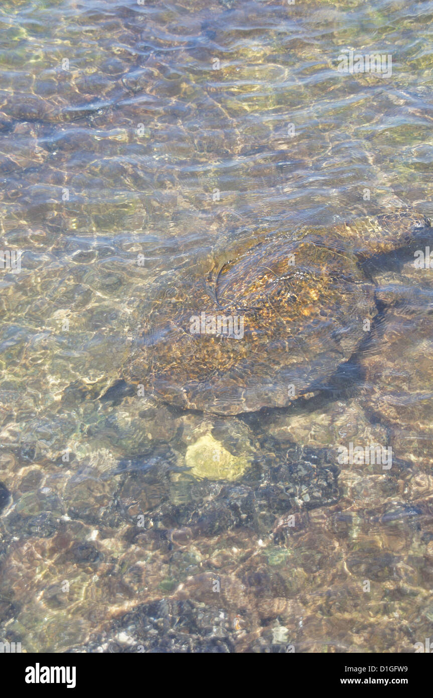 Hono, green sea turtle swimming in shallow tide pool, Kaloko Honokohau ...