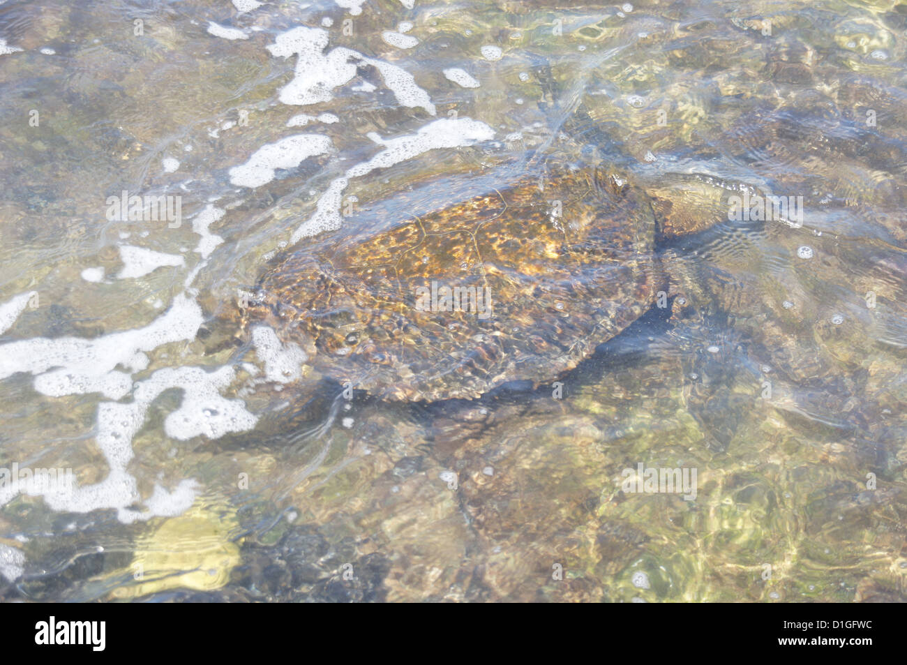 Hono, green sea turtle swimming in shallow tide pool, Kaloko Honokohau ...