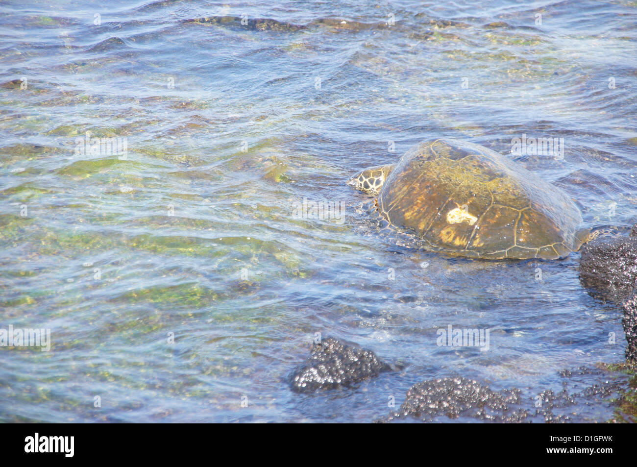 Hono, green sea turtle swimming in shallow tide pool, Kaloko Honokohau ...